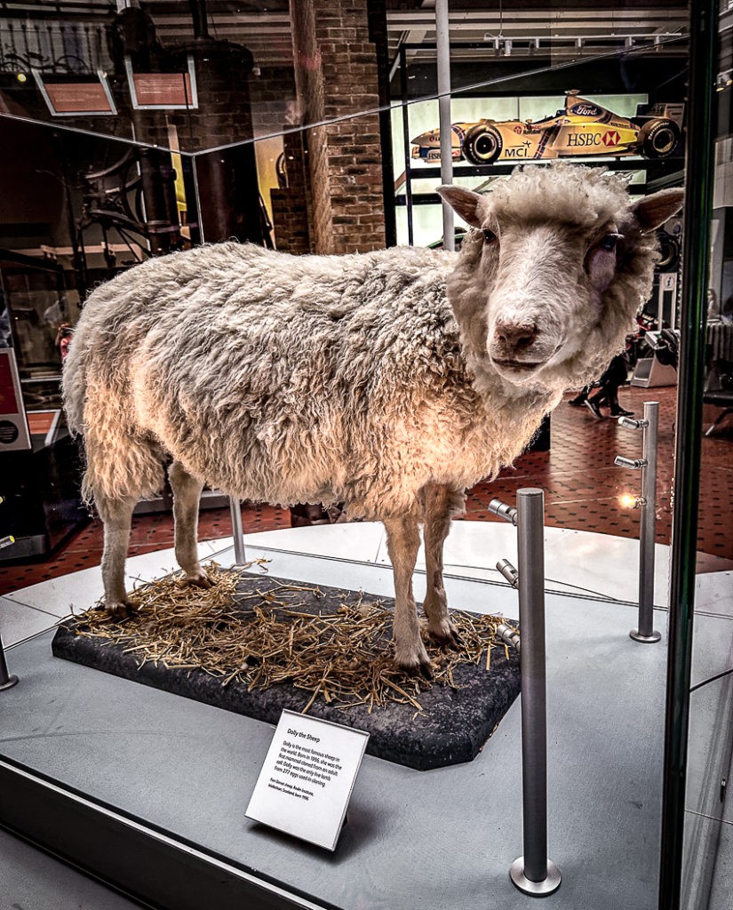 Dolly - the most famous sheep in the world - Simply Happy